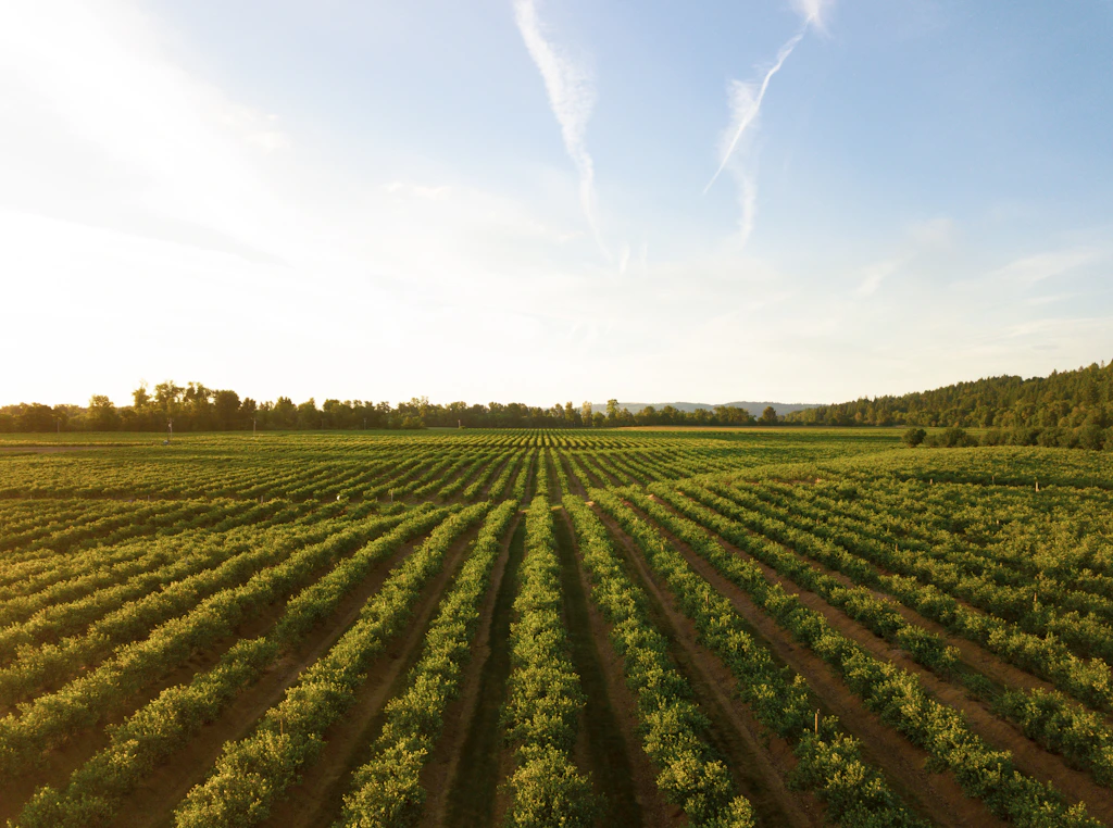 Elwan Agricultural Development - Agricultural Export Egyptian Partner